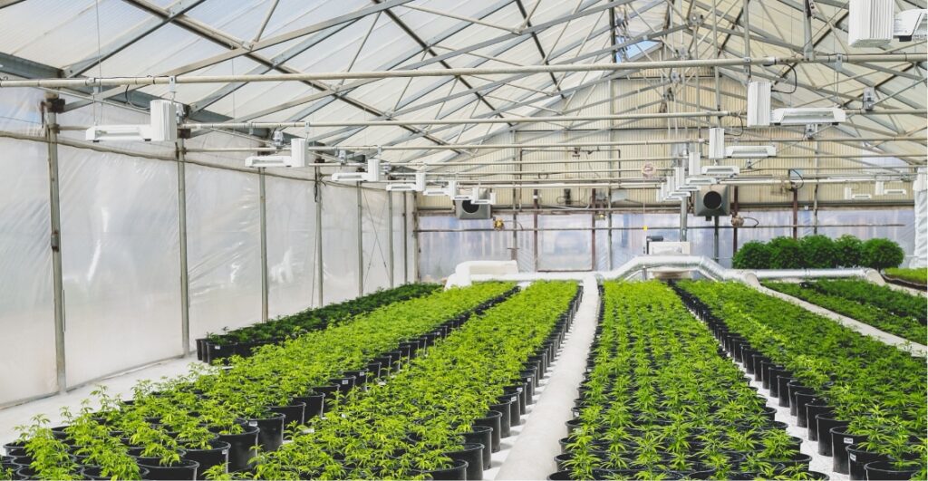 Cannabis - Mee Industries, Inc.: Fog Systems for Cannabis Cultivation